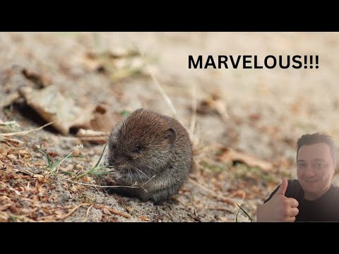 Marvelous Meadow Mice