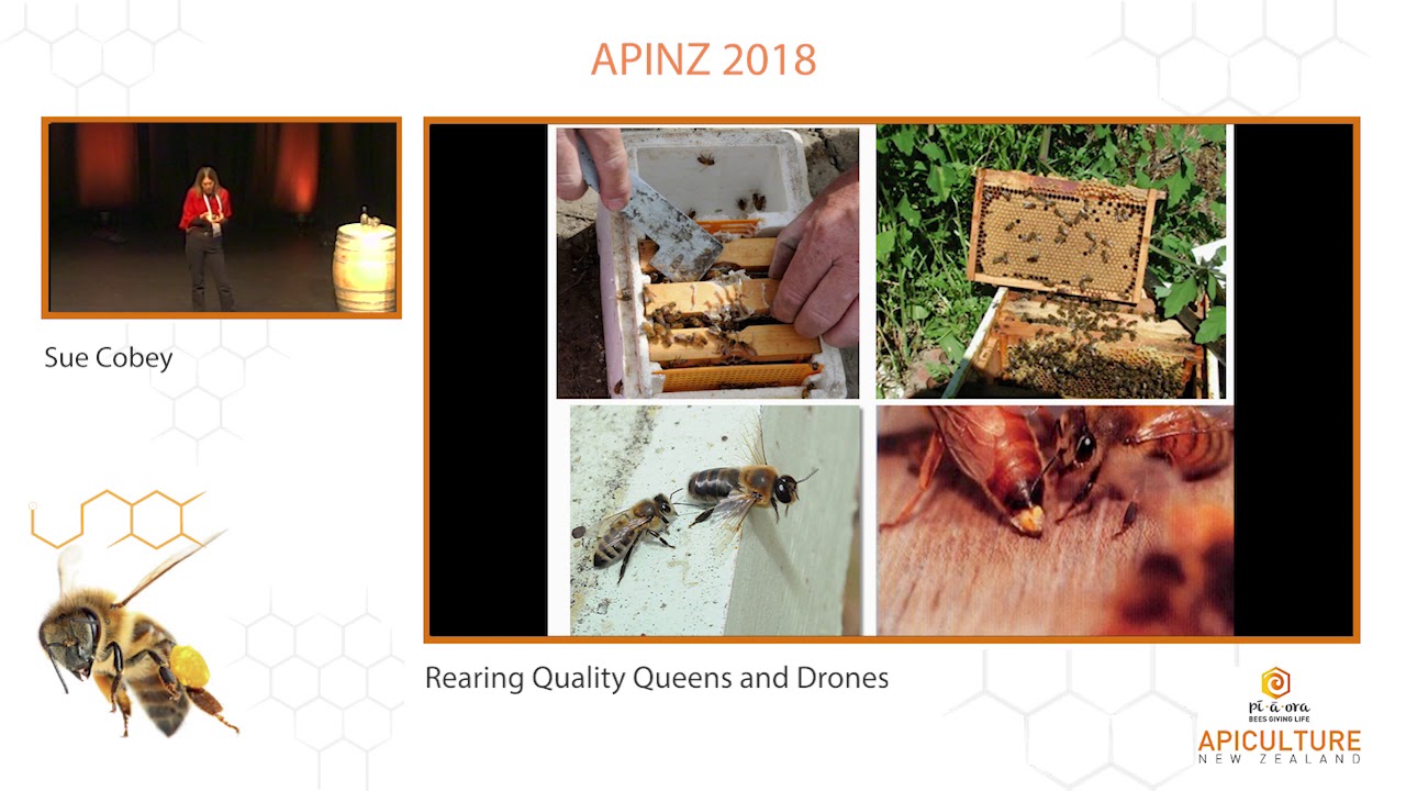 Sue Cobey - Rearing Quality Queens and Drones - YouTube