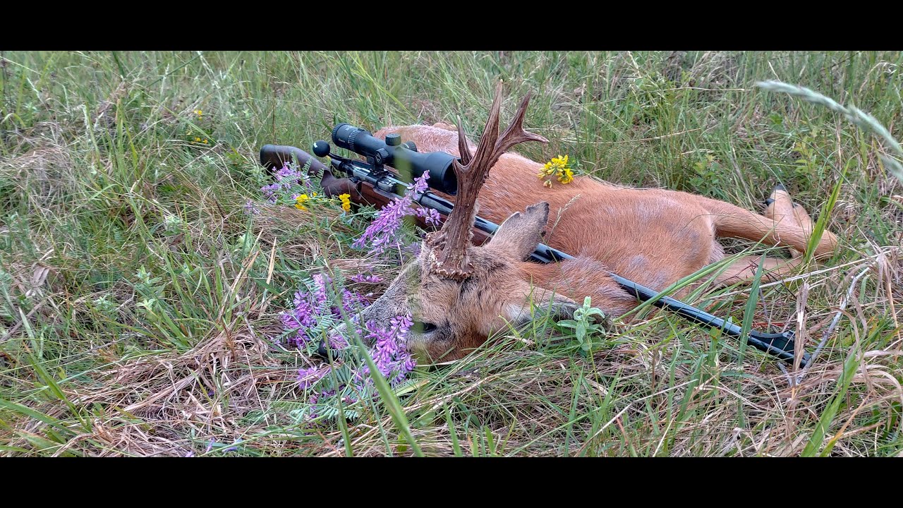 E89 Lov na Srndaća i lisice LU"Fazan" Zvezdan - Gamzigrad/Roebuck and ...