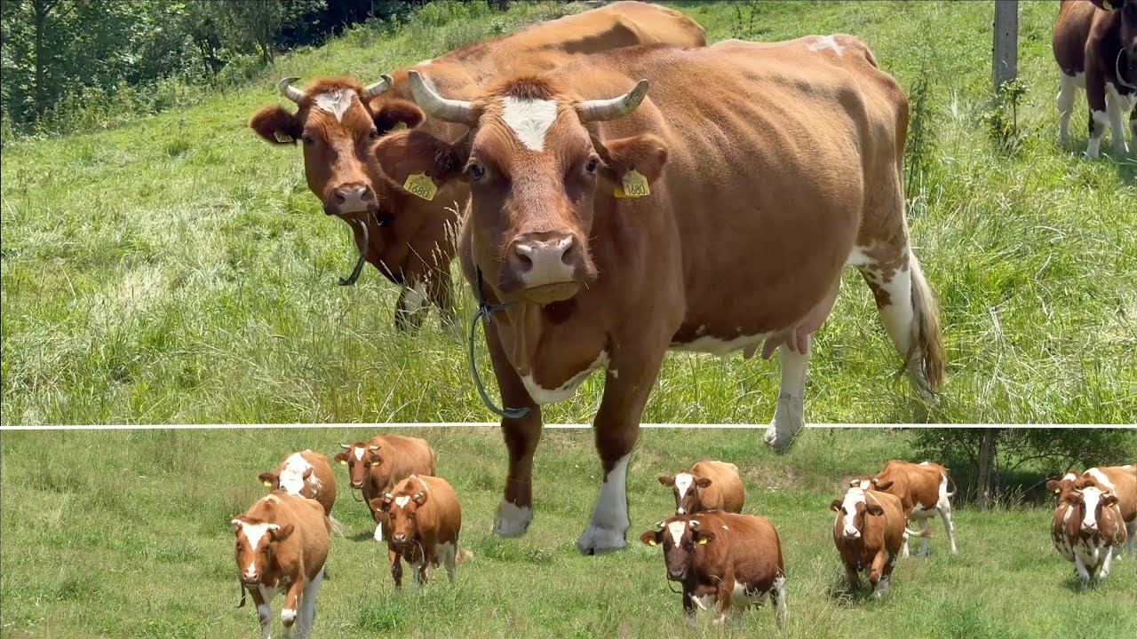 Bydło Czerwono-Białe Rasa Rodzima wywiad z Hodowcą p. Piotrem ...
