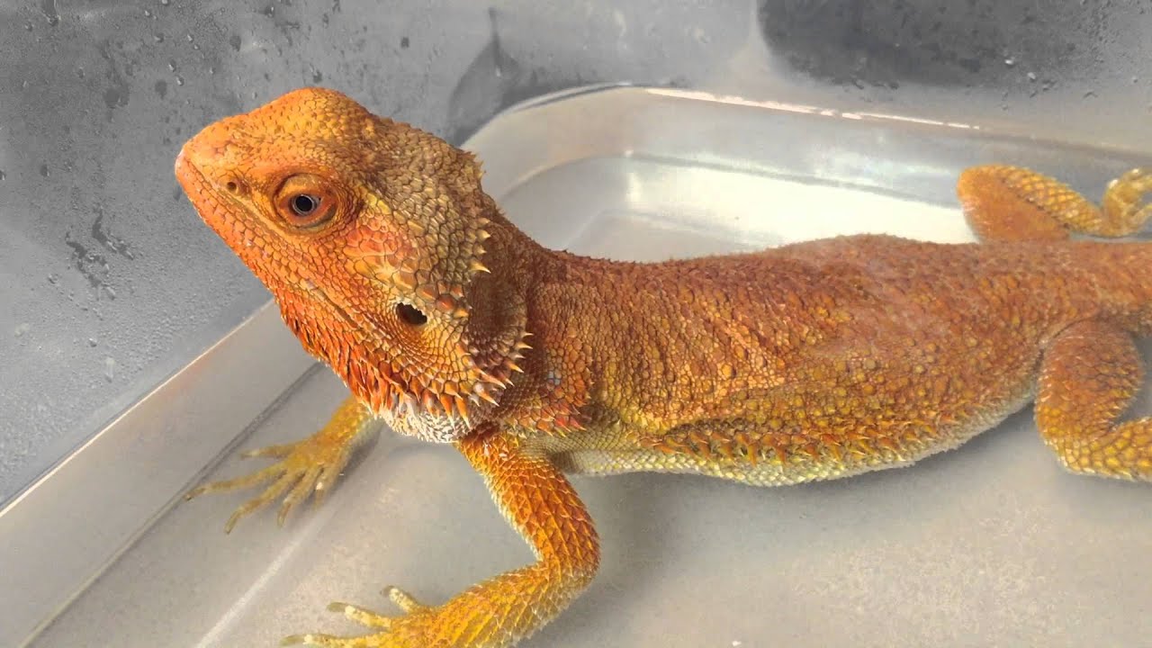 Bearded dragon coughing - YouTube
