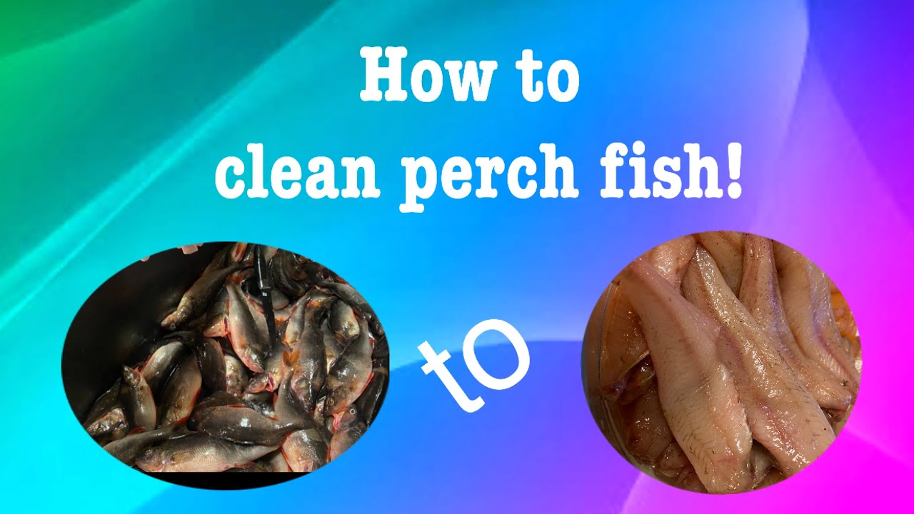 How to clean Perch/Abbor fish. - YouTube