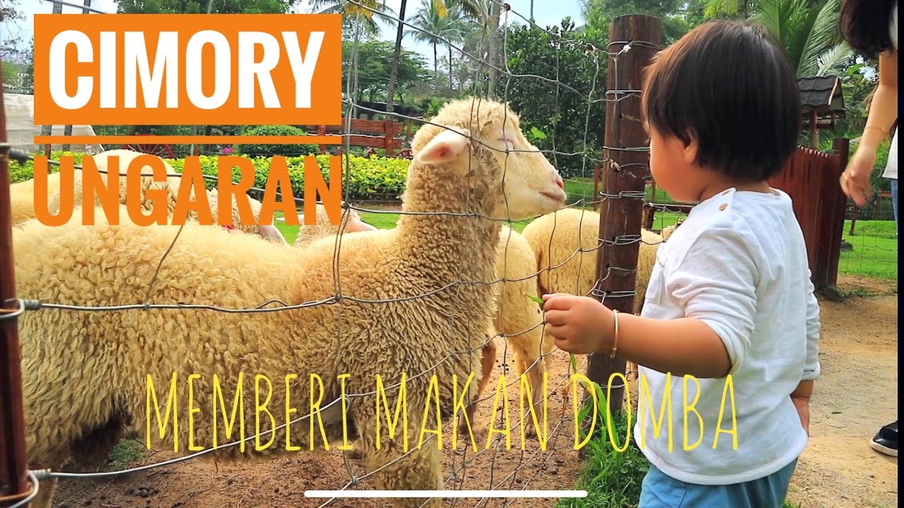Cimory On The Valley Ungaran - YouTube