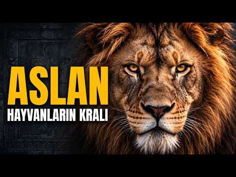 Aslana neden hayvanların kralı denmiş, madem asıl avlanan dişiler?