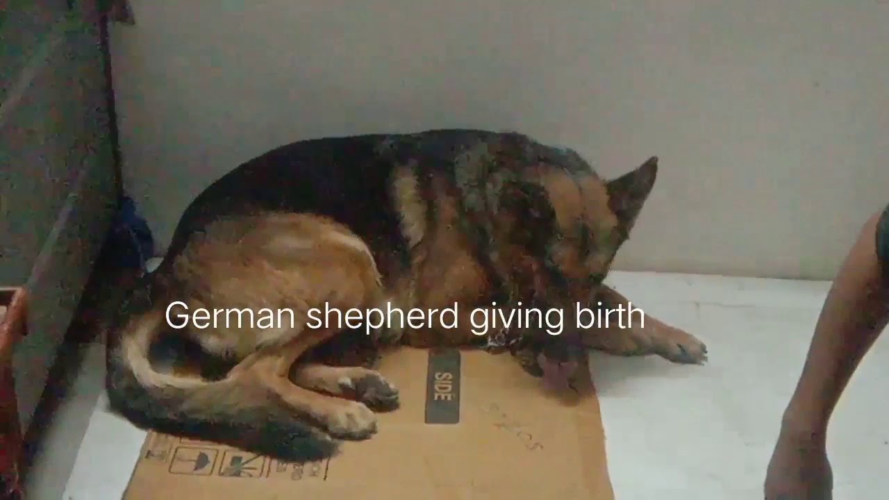 German shepherd giving birth 4 puppies - YouTube