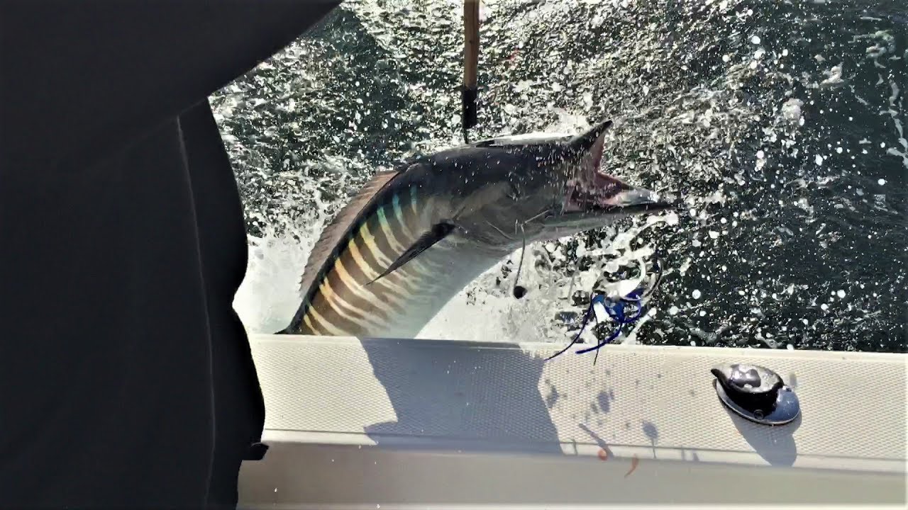 TEAM SILVA HOOK - SAILFISH, WAHOO, MAHI MAHI, KINGFISH, TARPON ...