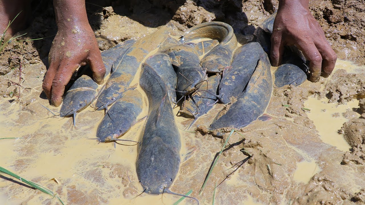 Catfishing | Catching Catfish in Dried Mud Canal |Find Catfish In Muddy ...