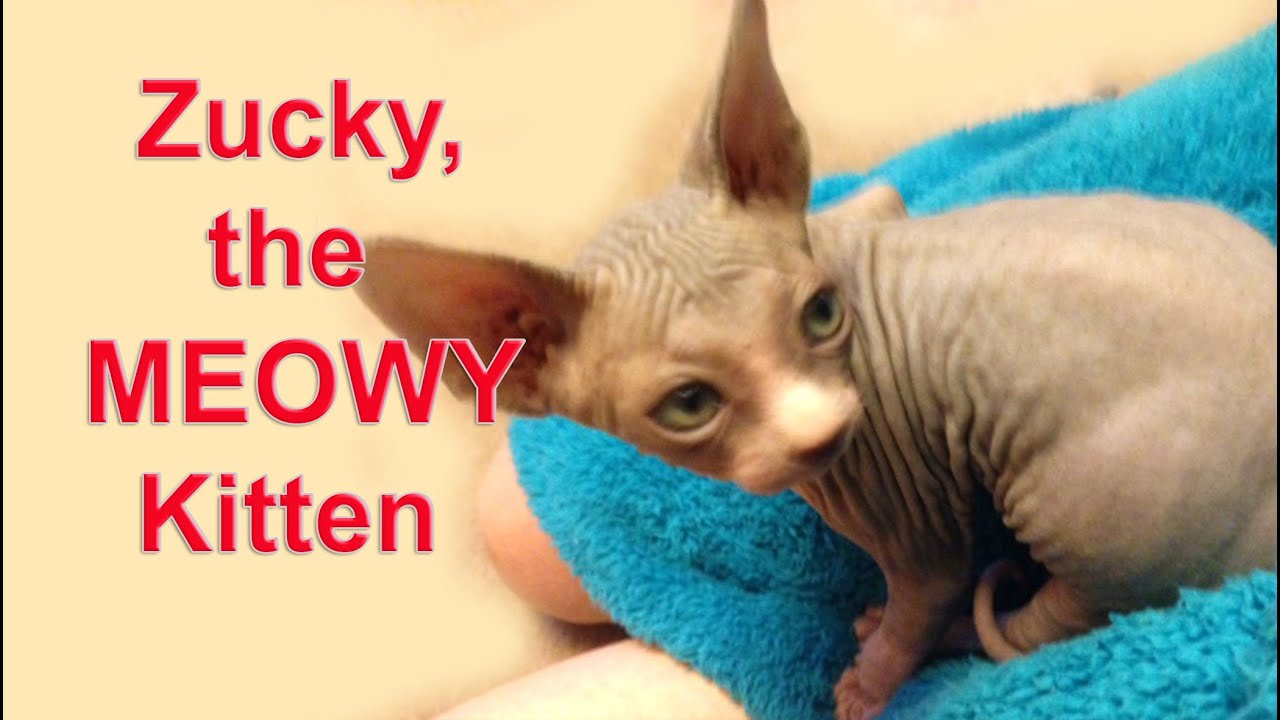 Sphynx Kitten meowing (too much cuteness) 🤪😺 Sphynx Cat Meowing - YouTube