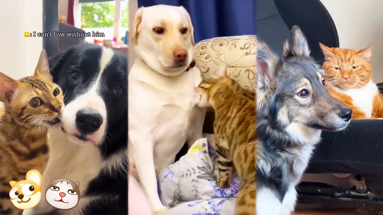 Funny and Adorable Moments When Dogs and Cats Live Together 🐶😺 Funny ...