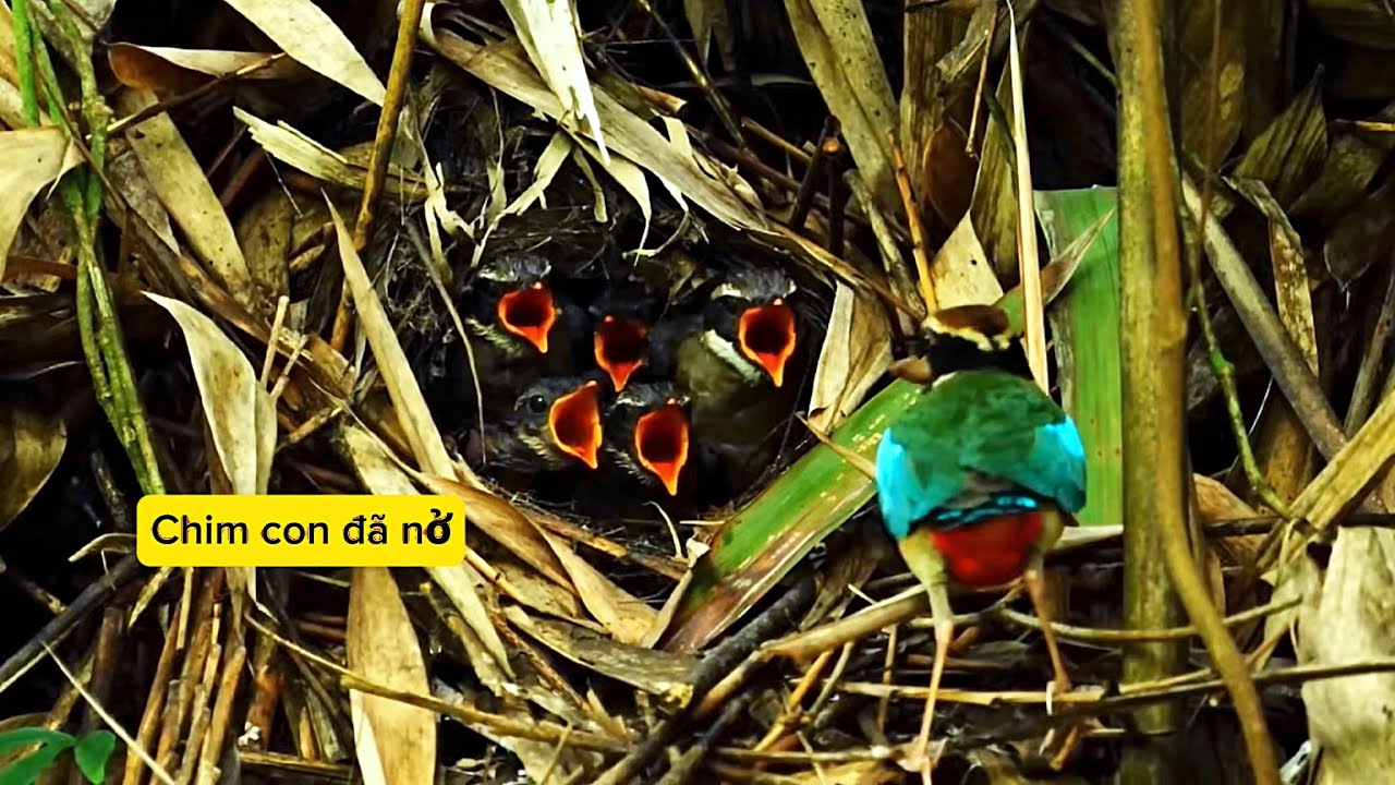 Cận cảnh chim đuôi cụt bụng đỏ mùa sinh sản, chim thiên đường | bitta ...