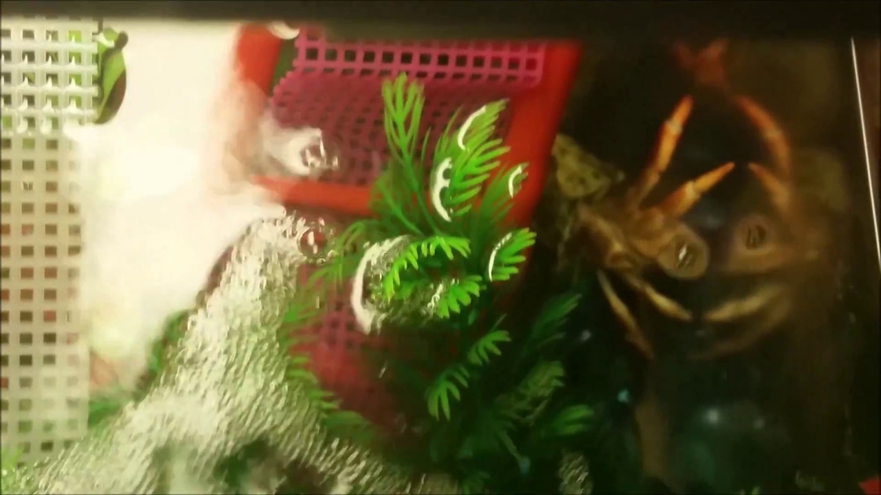 Swimming Purple Pincher - YouTube