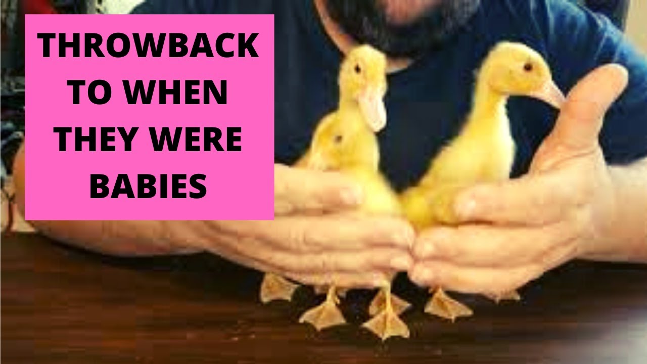 DUTCH HOOKBILL DUCKLINGS - YouTube