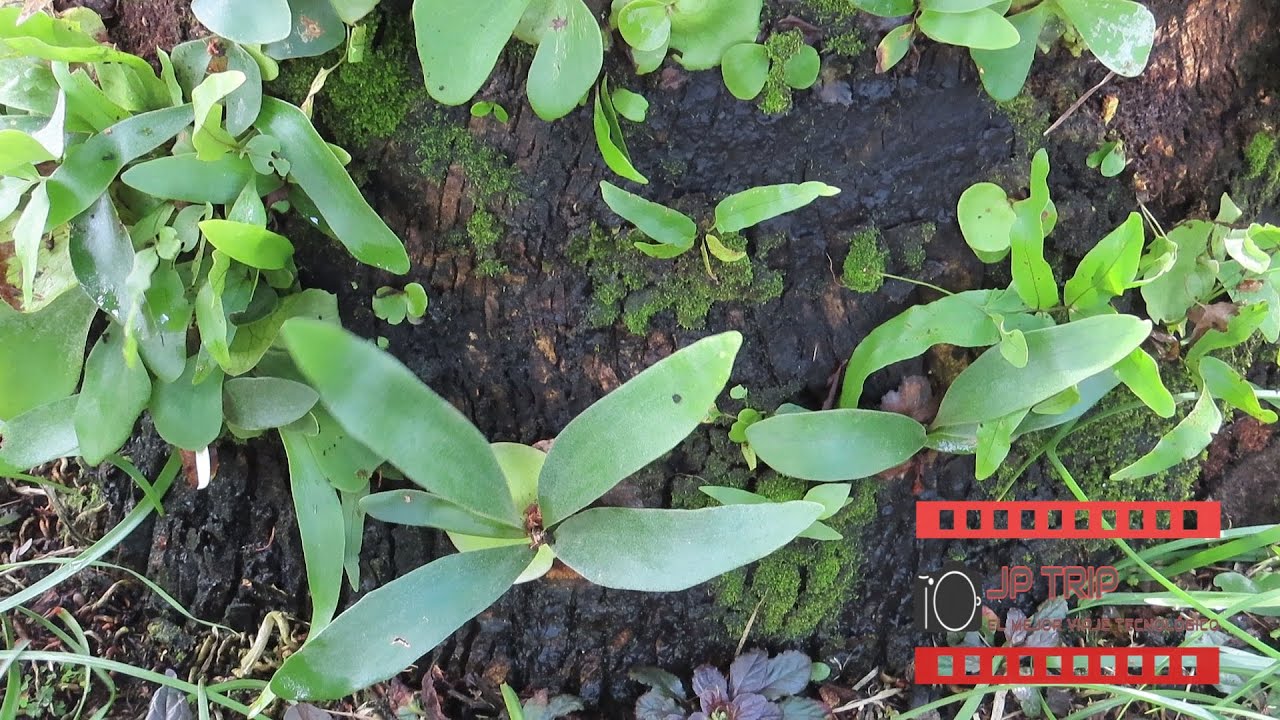 TRANSPLANTE DE PLÁNTULAS DE CACHO DE VENADO/OREJA DE ELEFANTE (TUTORIAL ...