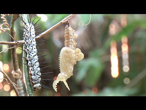 A beautiful, alien caterpillar video - YouTube
