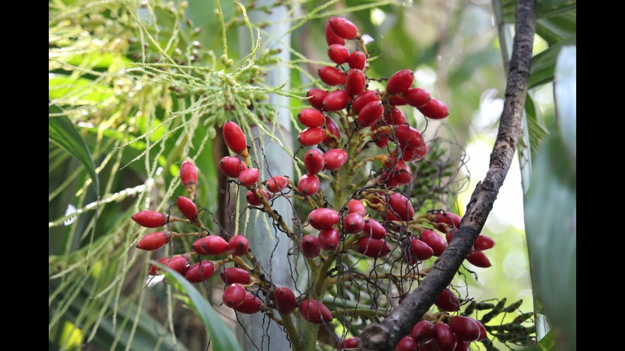 Dothalu / දෝතළු | දෝතළු පුවක් | sri lanka plants | sri lanka tree ...