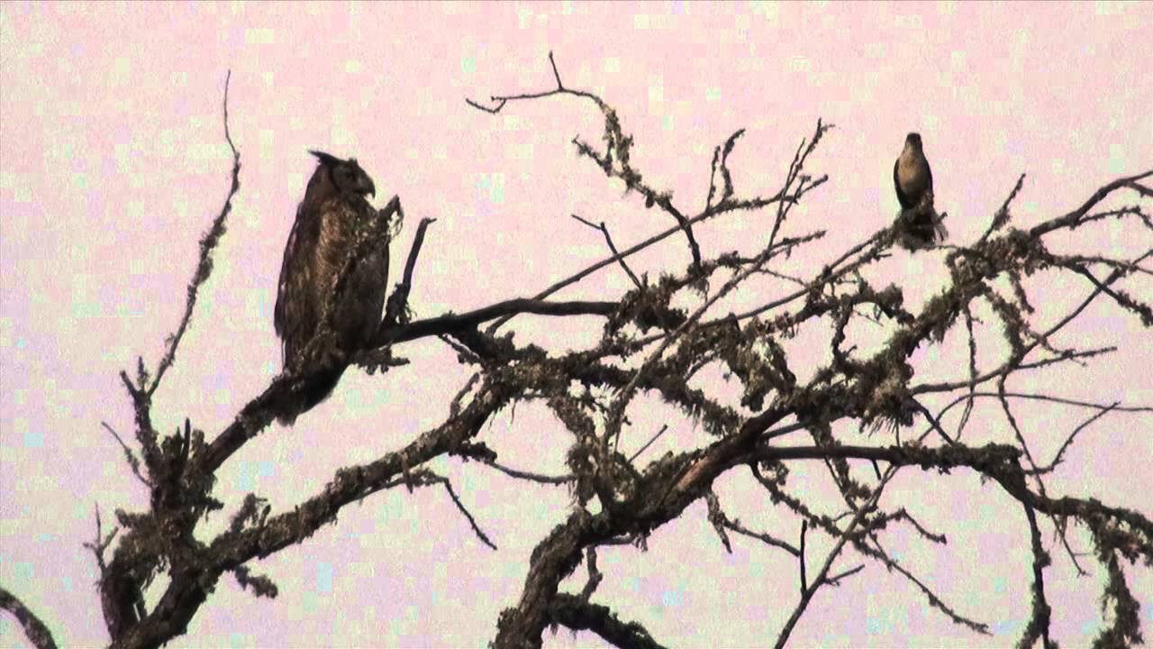Mockingbirds fight a Great Horned Owl | July 2015 - YouTube