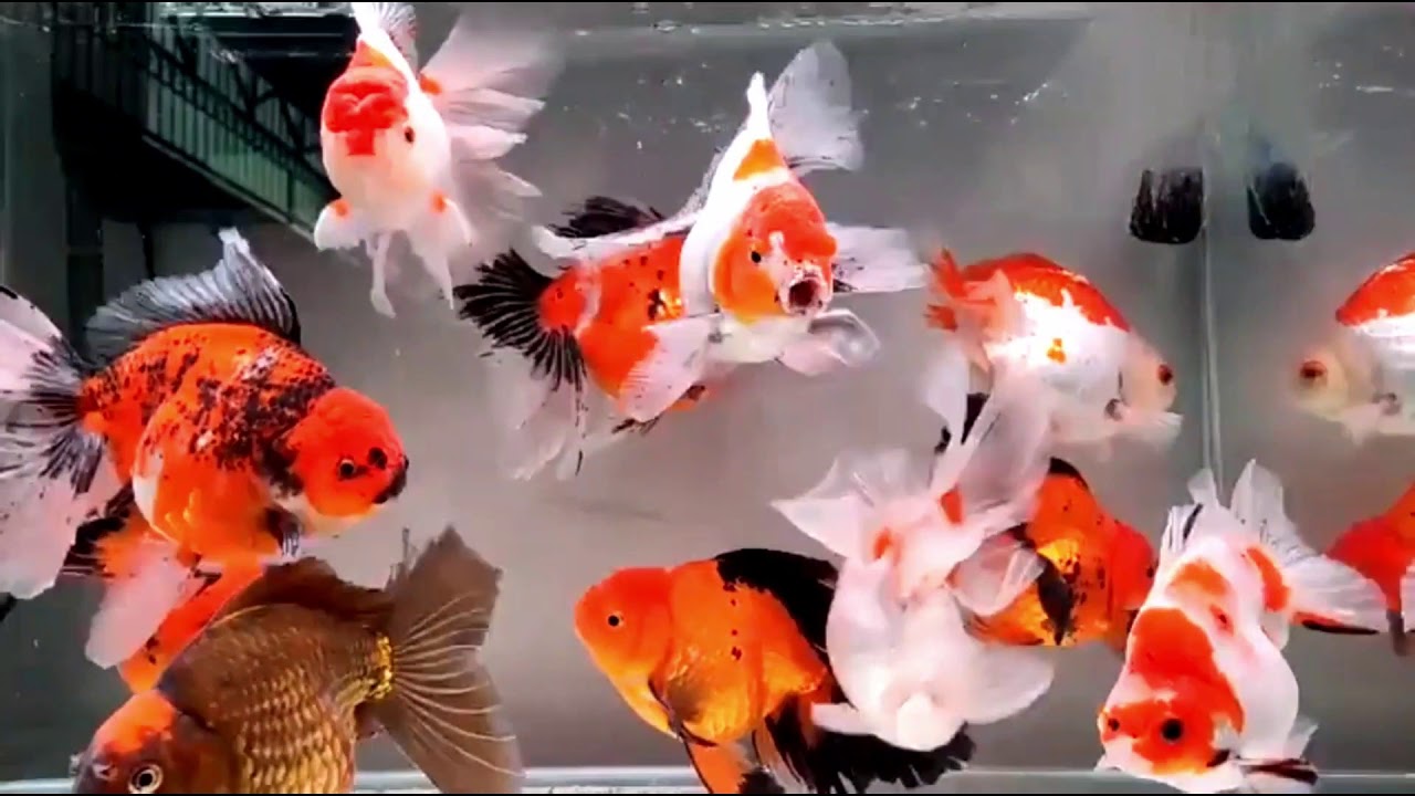 The most beautiful goldfish in the moment - YouTube