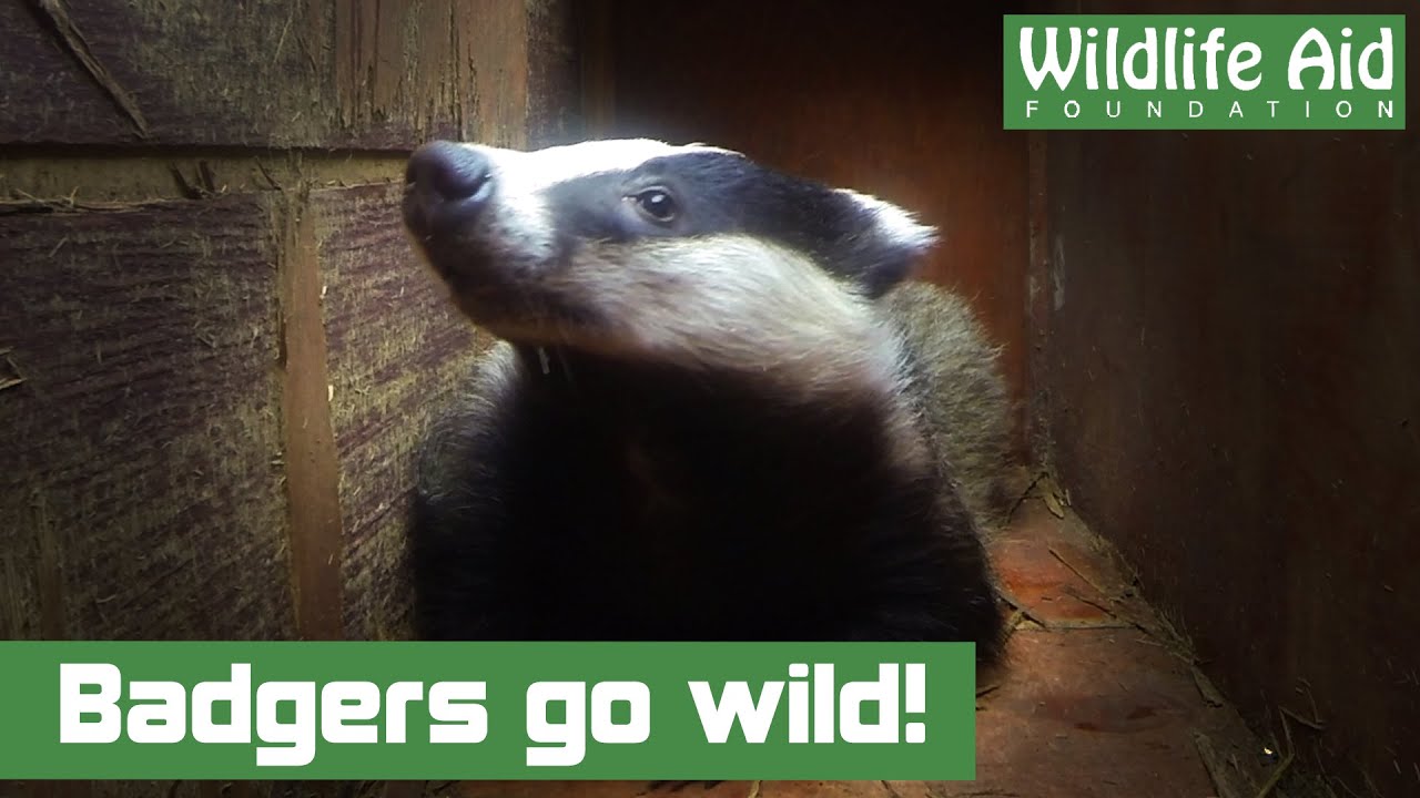 Badgers Go Wild! The class of 2014 has graduated! - YouTube