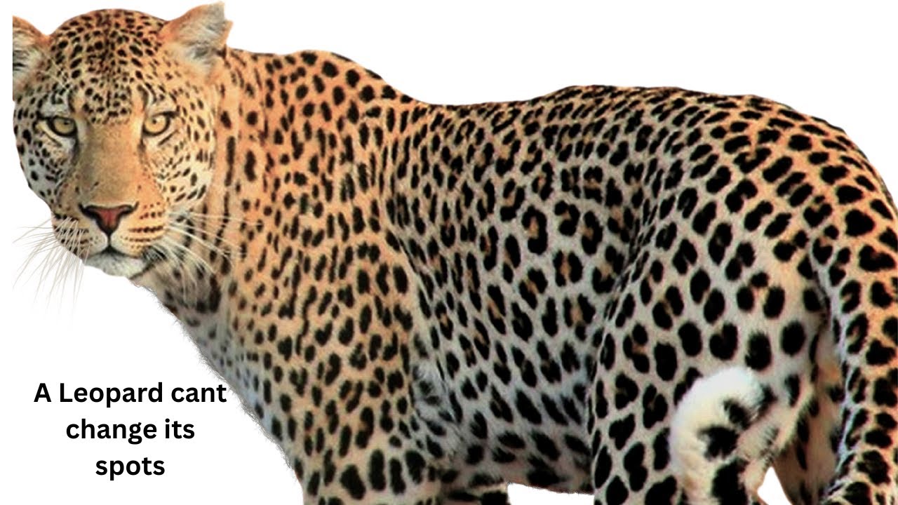 A leopard can't change its spots - YouTube