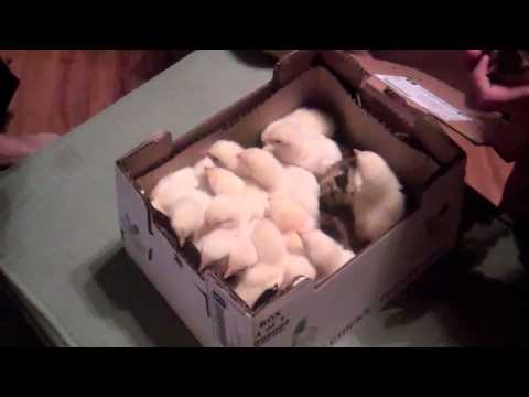 The Baby Chickens Arrive IN THE MAIL! - YouTube