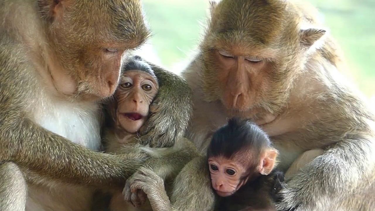 Brittany New Baby Monkey - YouTube