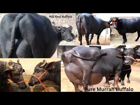 Nili Ravi Buffalo Expert Breeding Tips | Buffalo Dairy Farming | - YouTube