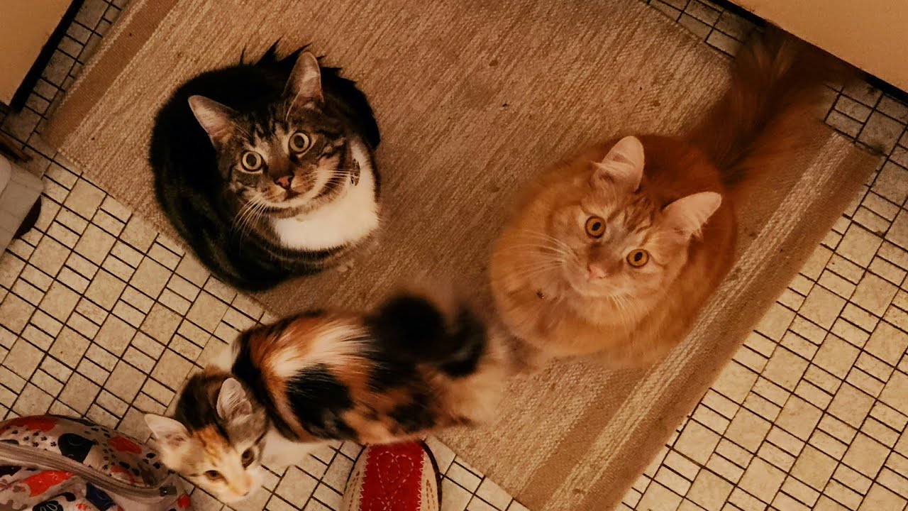 A Three Day Weekend with Three Cats - YouTube