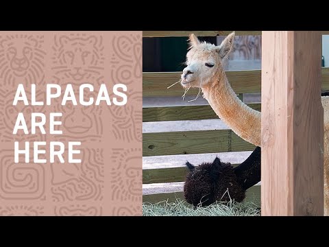 Welcome our Alpacas! - YouTube