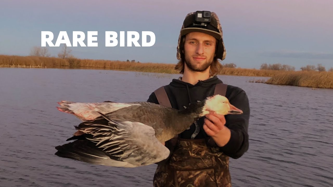 I SHOT A BLUE GOOSE! -California Refuge Snow Goose Hunt (Pit Blind ...