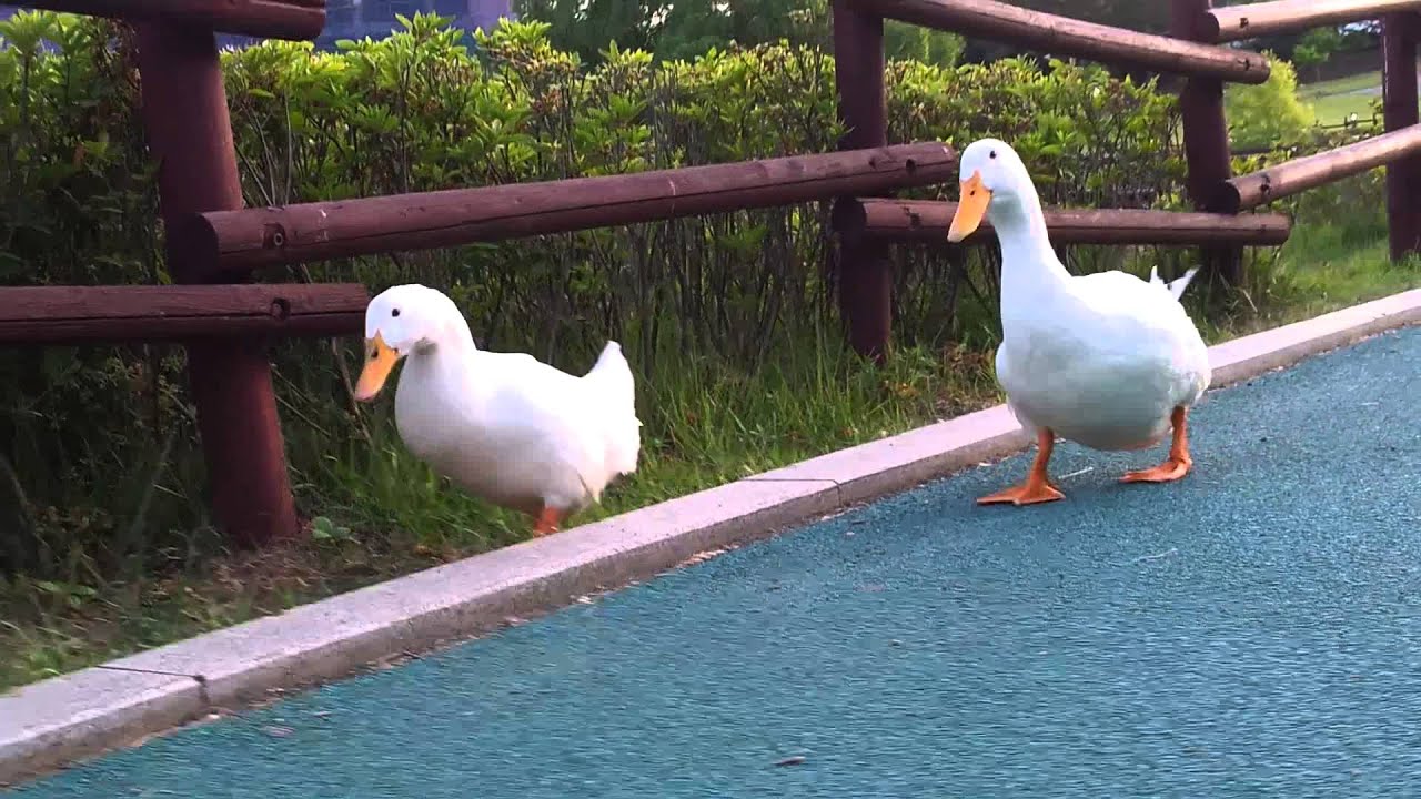 Ducks run forward fast energetic 20150526 185435 - YouTube