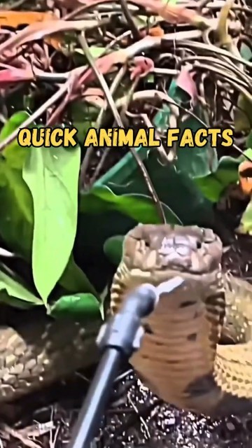 Quick Animal Facts #AnimalFacts #wildlife #animals - YouTube