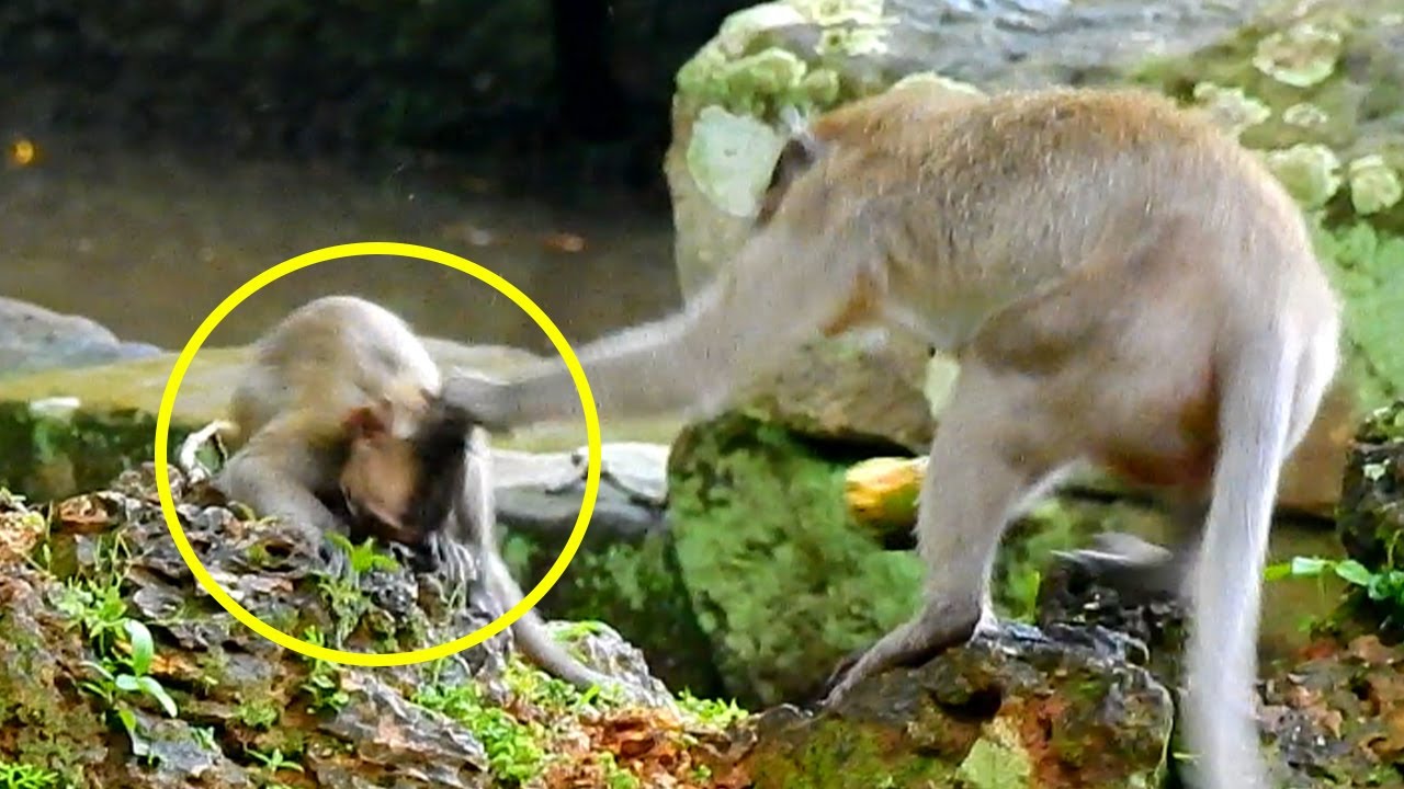 GOD.. Rescu-e ! Jazzy Monkey Almost B-reaking Neck On Stone By Julina ...