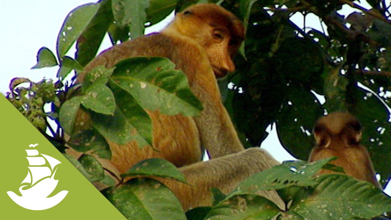 The Proboscis Monkeys - YouTube