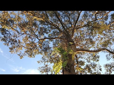 Mengutip Bunga Durian | Bunga Durian Goreng Belacan - YouTube
