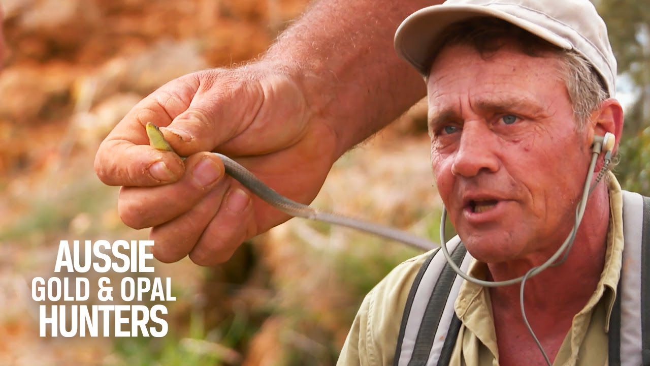 Diggers Find A Big Gold Nugget ... And The World's Second Deadliest ...