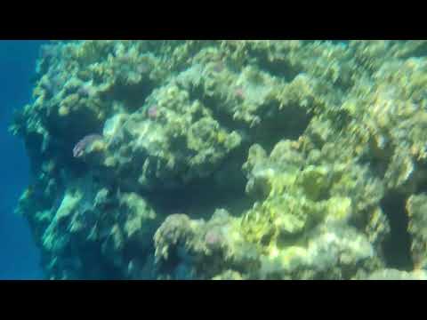 Red sea. Dori in real life - YouTube