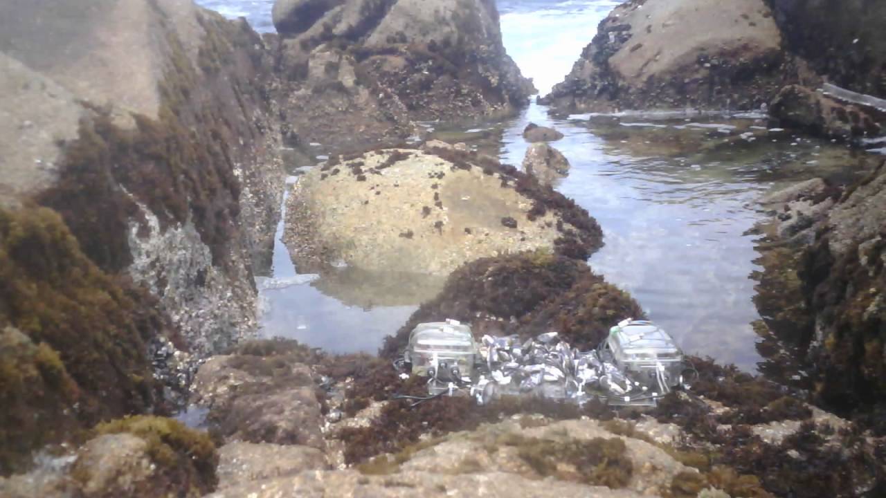 2016-07-27 Mussel experiment - YouTube