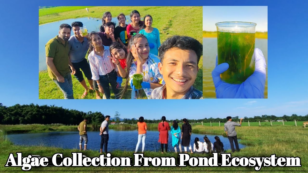 Isolation Of Algae And Bacteria From Aquatic Ecosystem / M.sc 3rd Sem ...