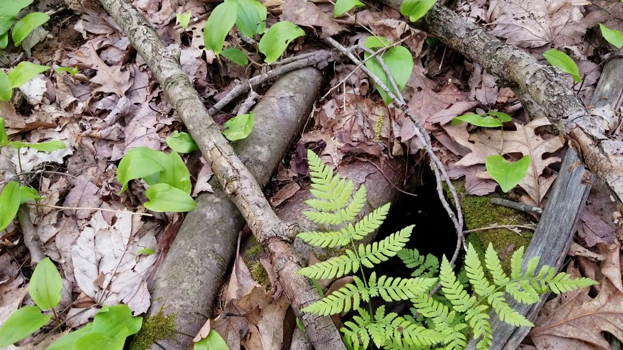 Finch Brook Trail Guide - Water flowing underground - YouTube