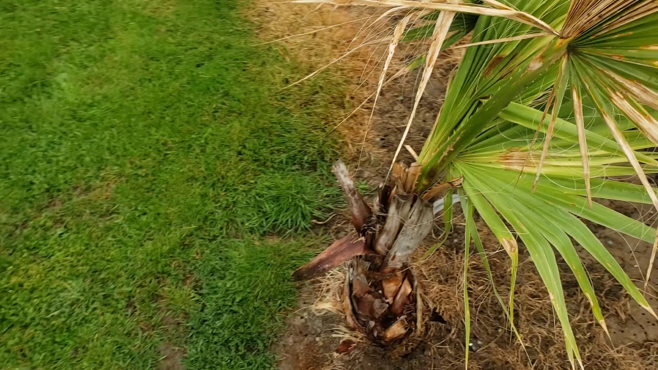 Growing Washingtonia robusta zone 7b Pacific northwest Oregon - YouTube