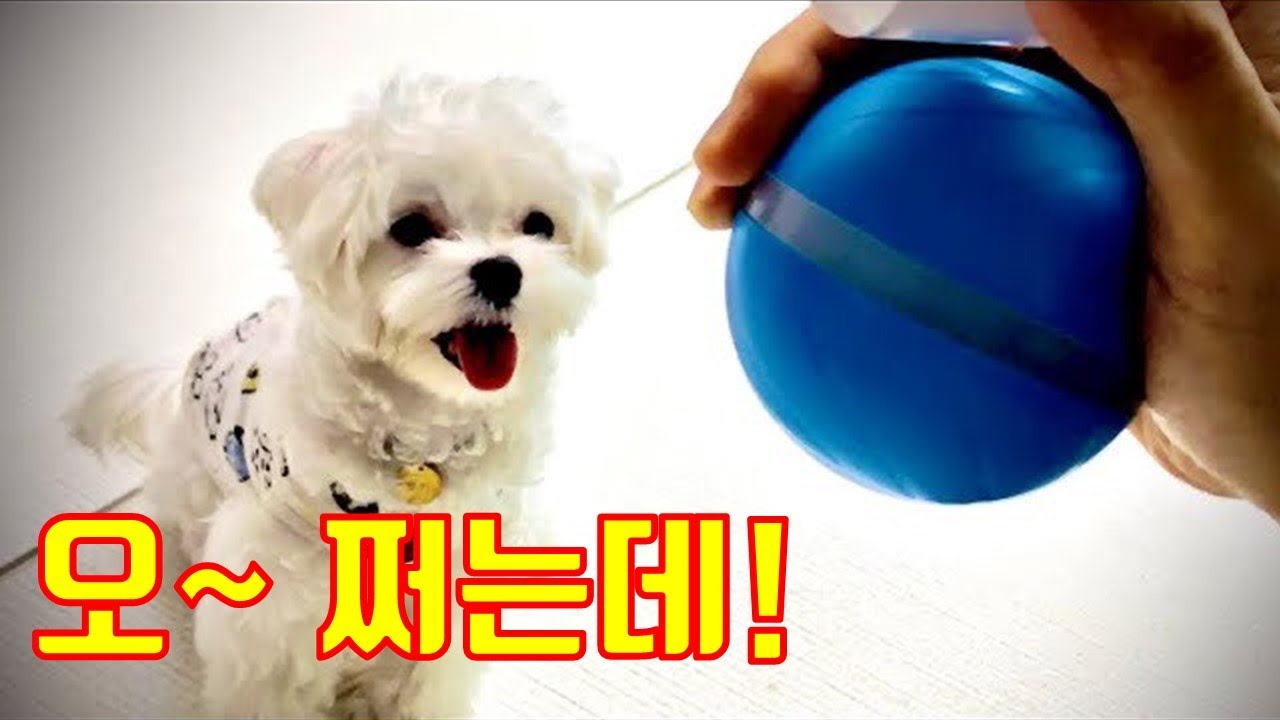 움직이는 장난감을 본 강아지 리액션 Youtube
