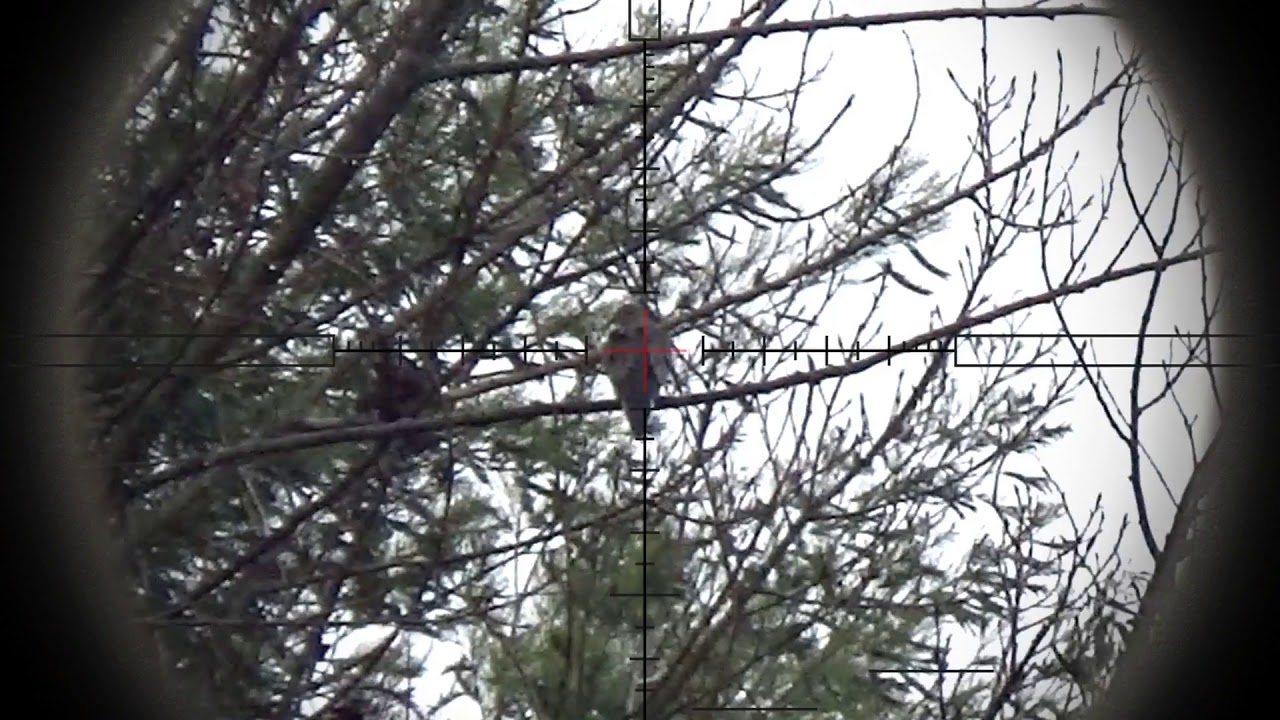 Kill Shots! N°1.. | Sniper Hunter Chile | JUNIO 2020 - YouTube