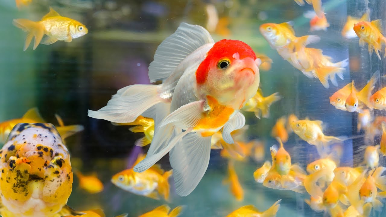 beautiful golden fish so fresh in aquarium - YouTube