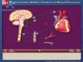 Baroreceptor Reflex Animation Video - MedchromeTube