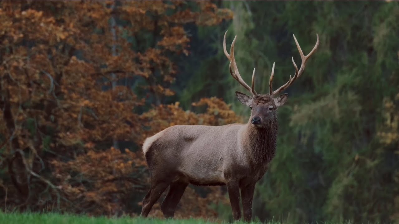 Rafe - I Don’t Know (Music Video) - YouTube