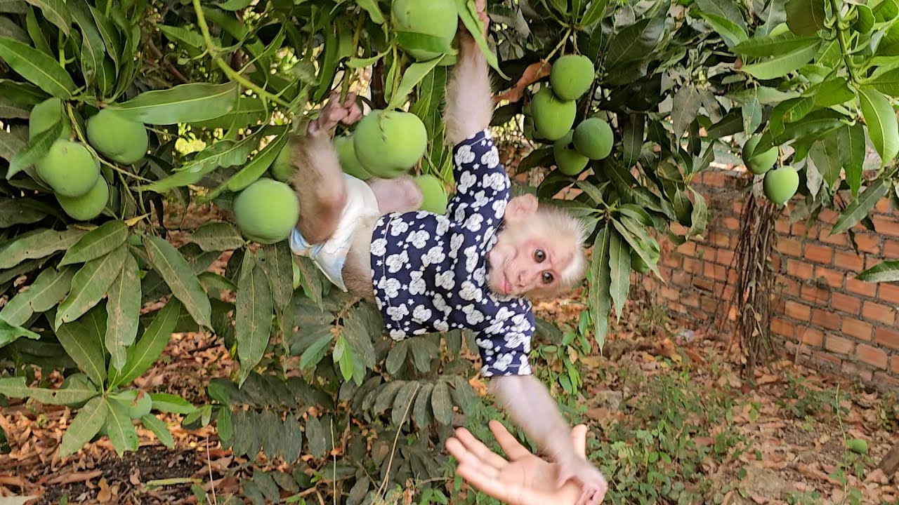 Talent Lil Jack Is A Genius & Master To Collect Mango With Sister - YouTube