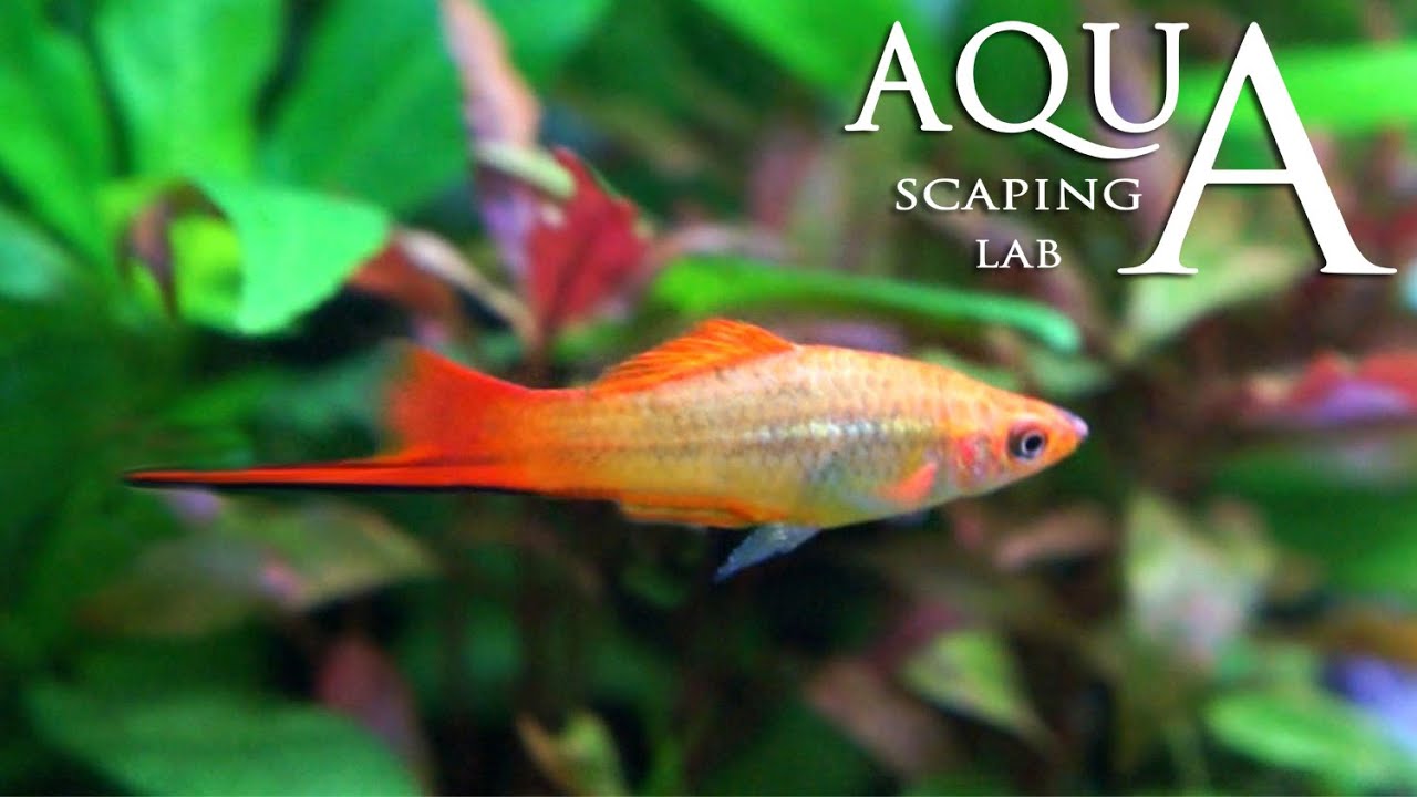 Swordtail Fish Types