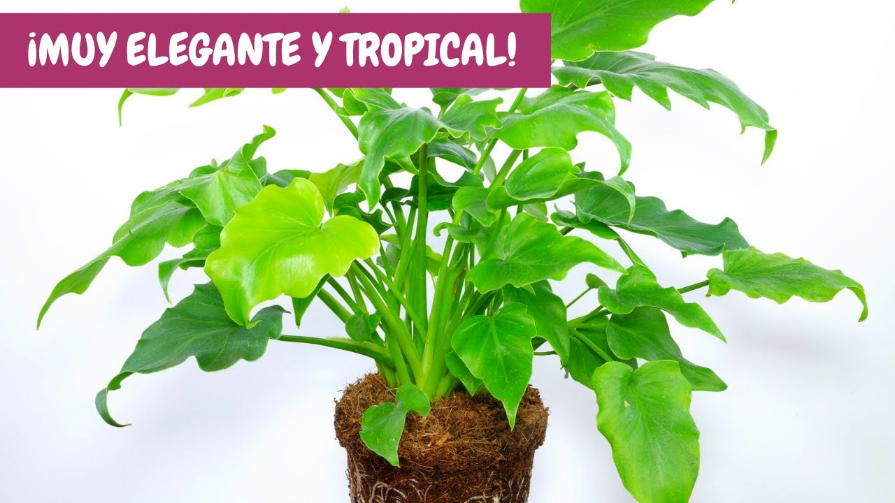 Filodendro Selloum cuidados básicos | ¡La planta de interior más ...