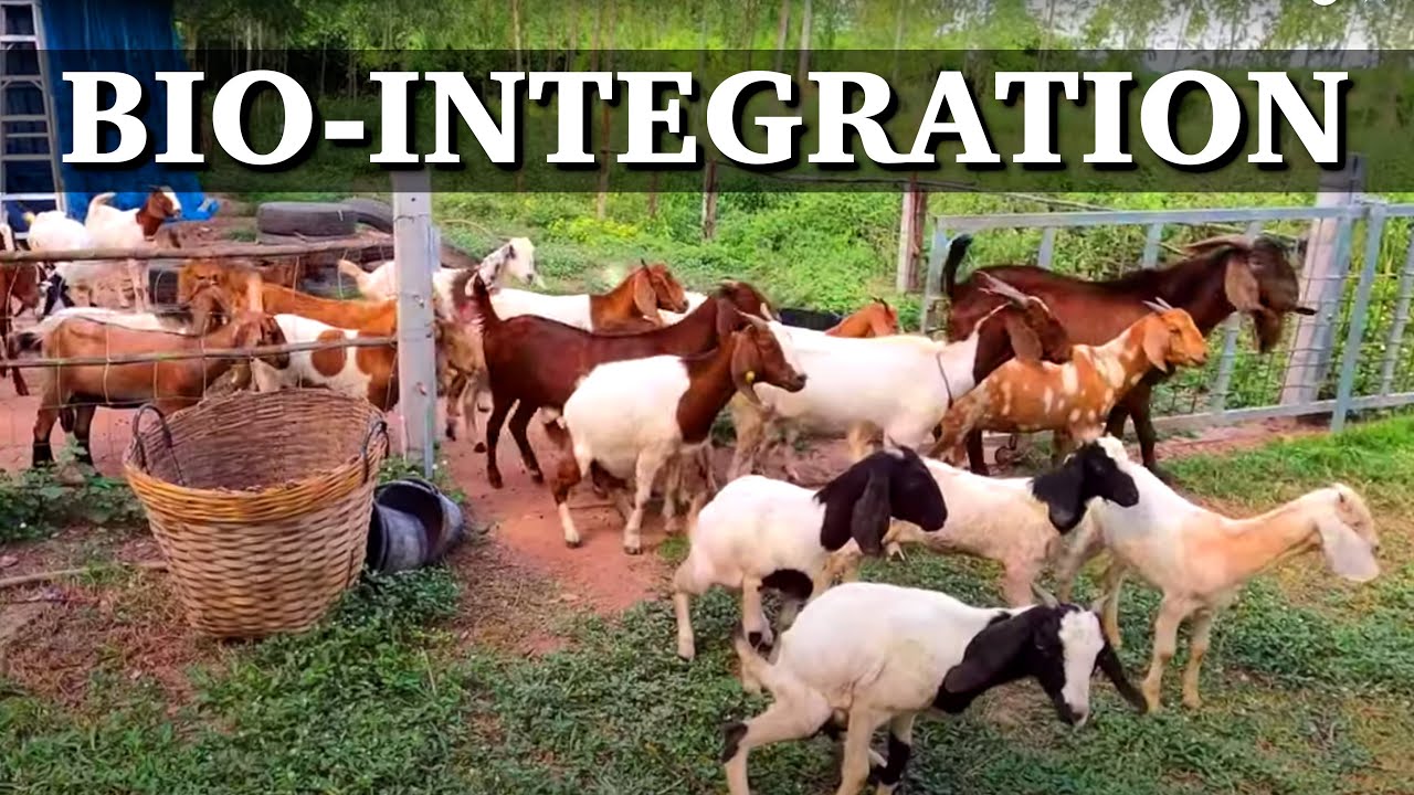 HOW to Use GOATS To Create LOADS Of Biomass - YouTube