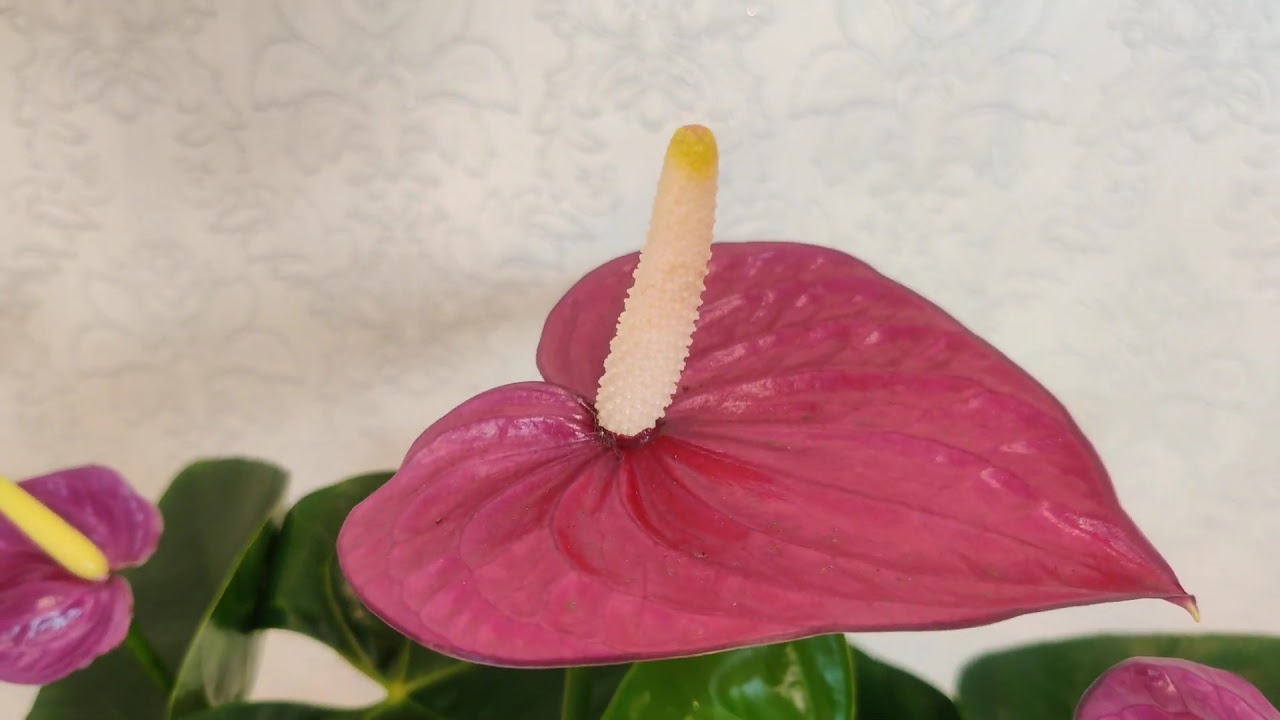 #ЦветыВместе #Антуриум Виолет Хат / #Anthurium violet Heart 21/75 ...
